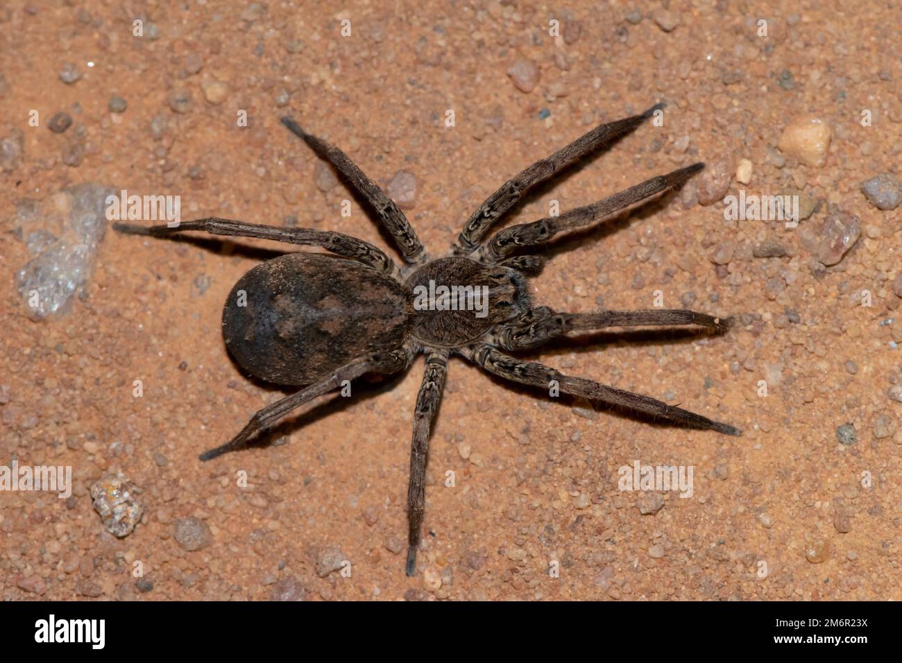 Wolf spider (Lycosidae Stock Photo - Alamy