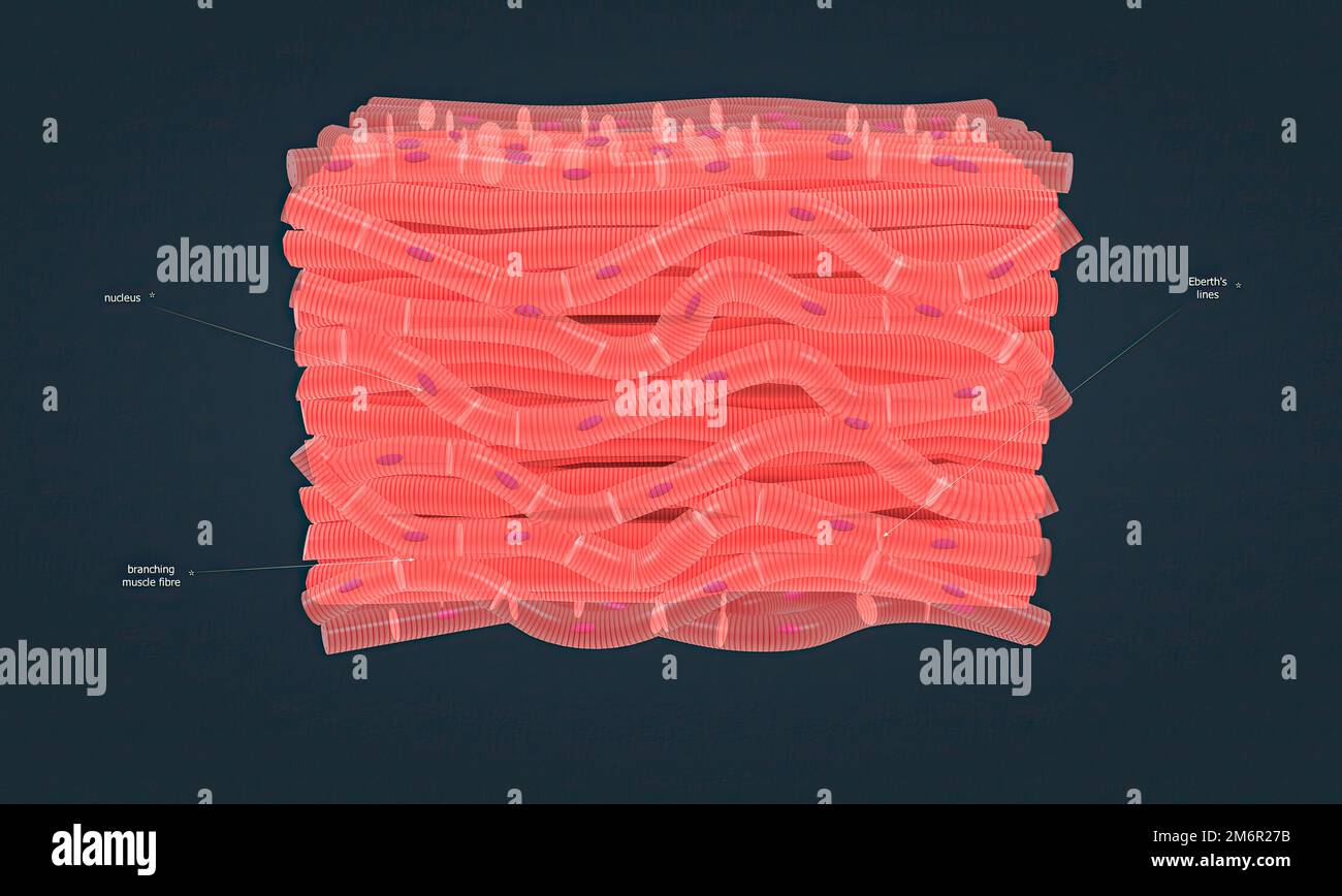 Cardiac tissue microscope hi-res stock photography and images - Alamy