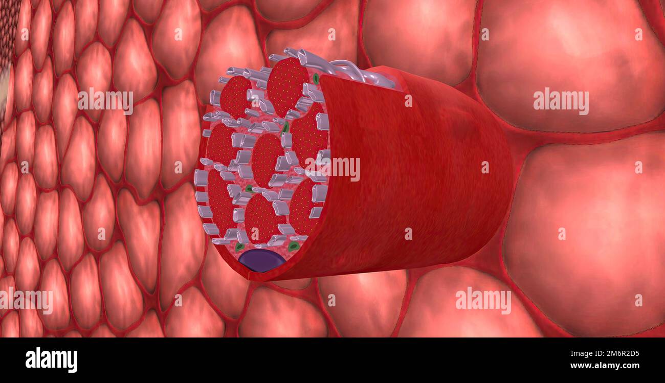 Muscular fibers hi-res stock photography and images - Alamy