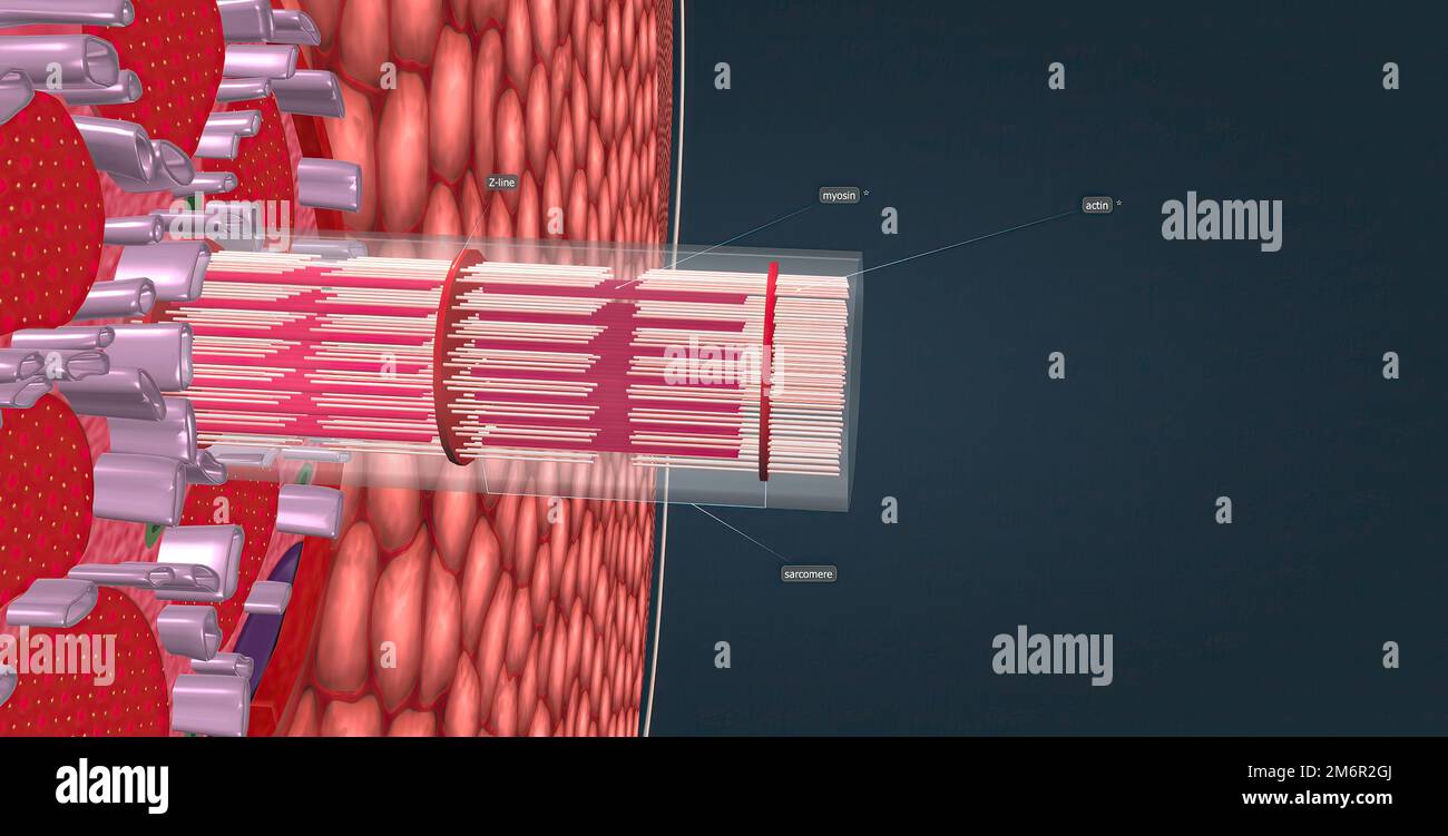 Human skeletal muscle cells hi-res stock photography and images - Alamy