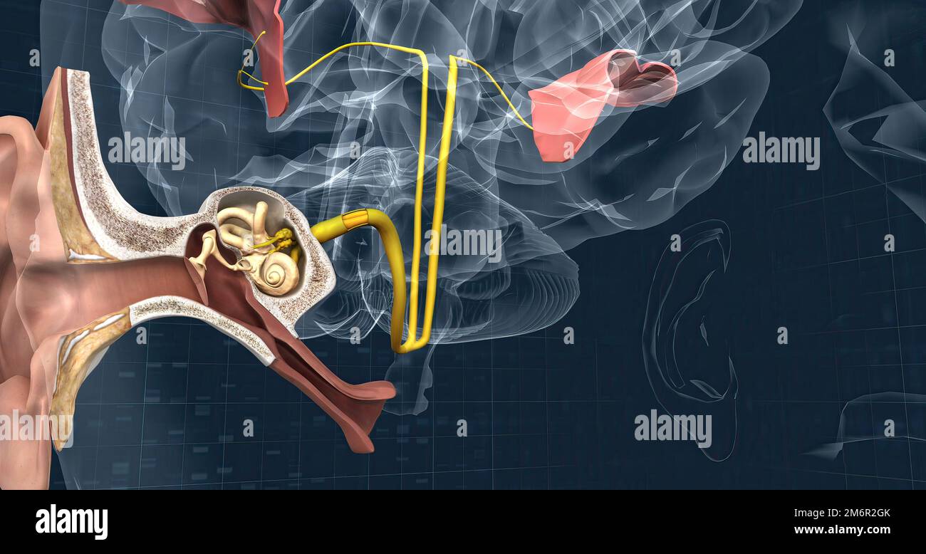 Cutaneous sense hi-res stock photography and images - Alamy
