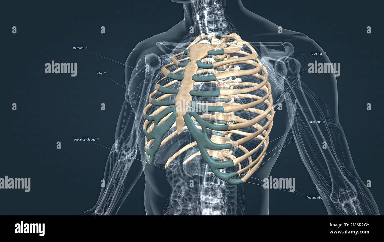 Hyaline cartilage joint hi-res stock photography and images - Alamy