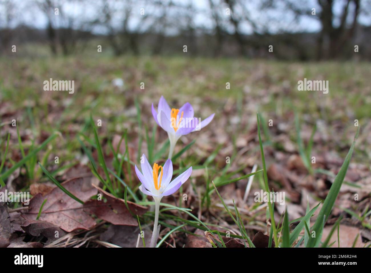 Beautiful purple and crocus in the forest or park. Natural light ...