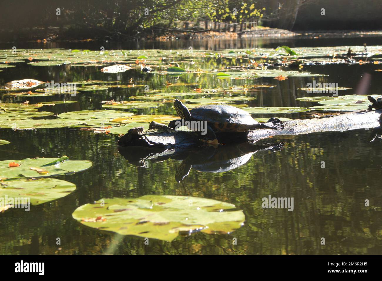 Turtles sit on a log and sunbathe in summer Stock Photo - Alamy