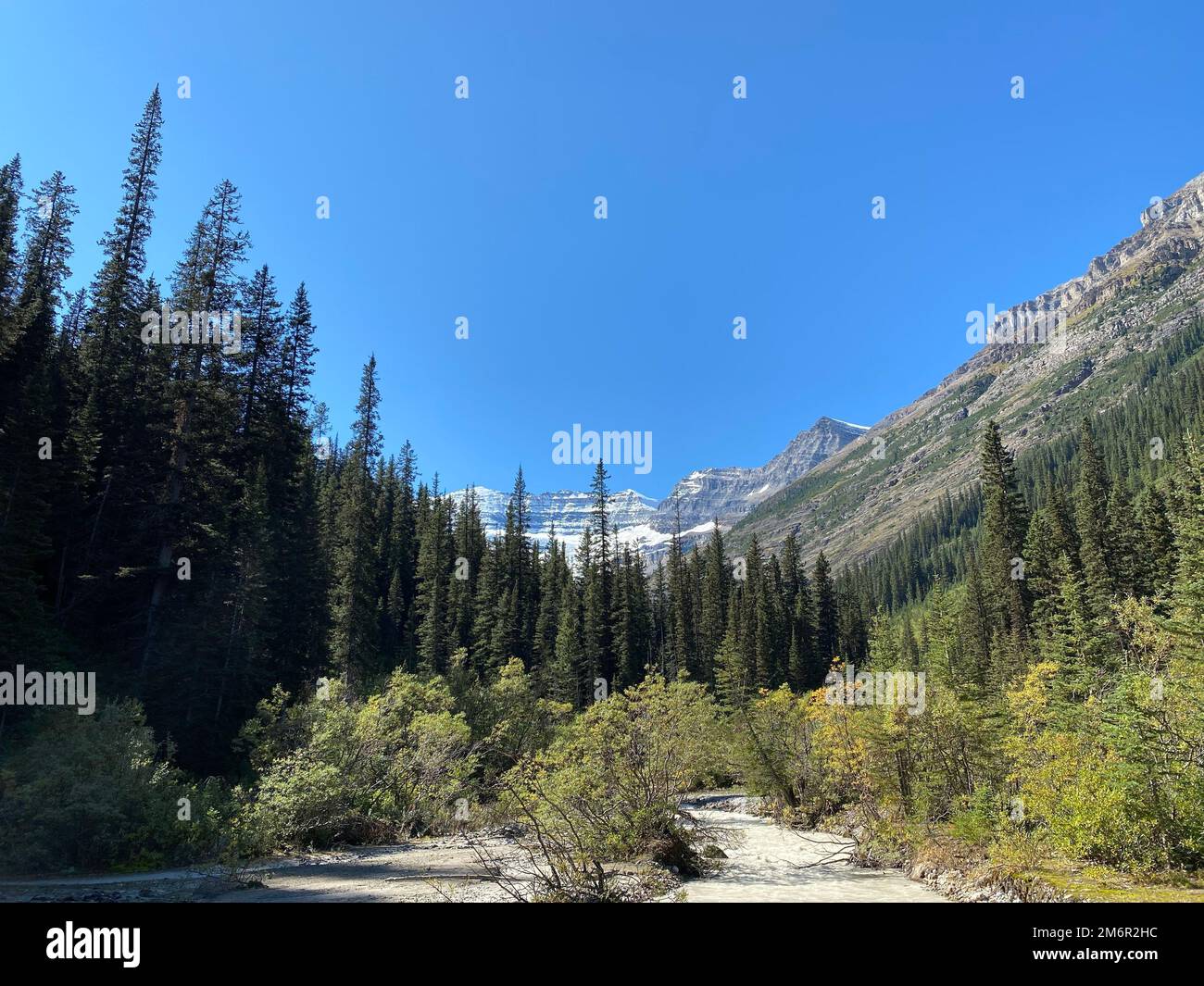 A beautiful landscape of a dense forest on a sunny day in Banff ...