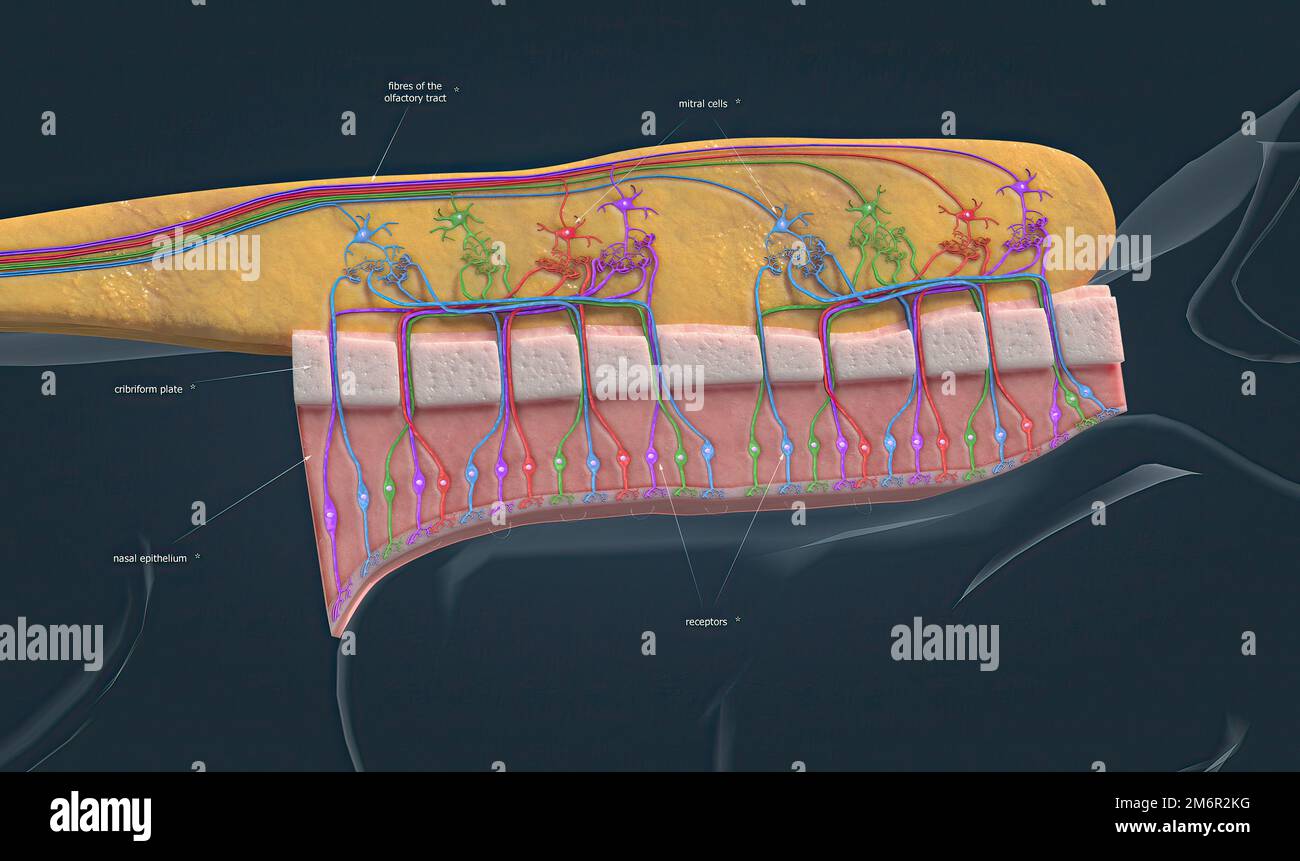 Olfactory epithelium receptor hi-res stock photography and images - Alamy