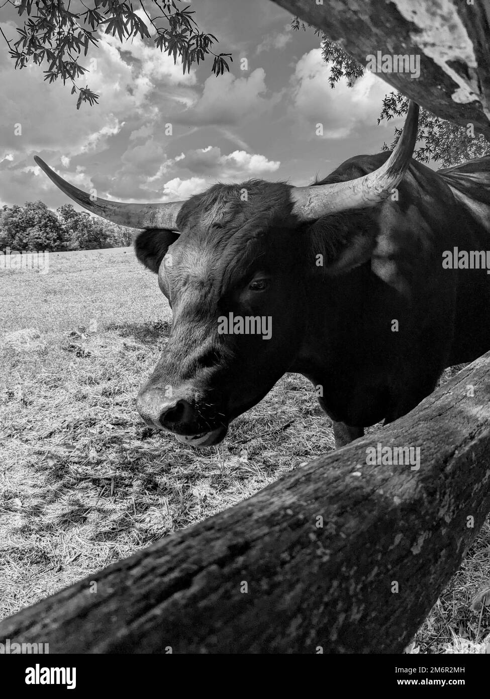A vertical grayscale shot of a bull with long horns on a rural field ...