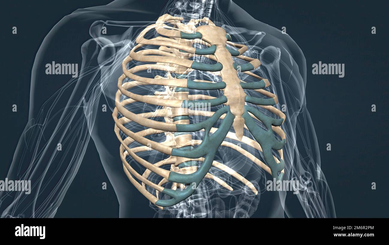 Hyaline cartilage joint hi-res stock photography and images - Alamy