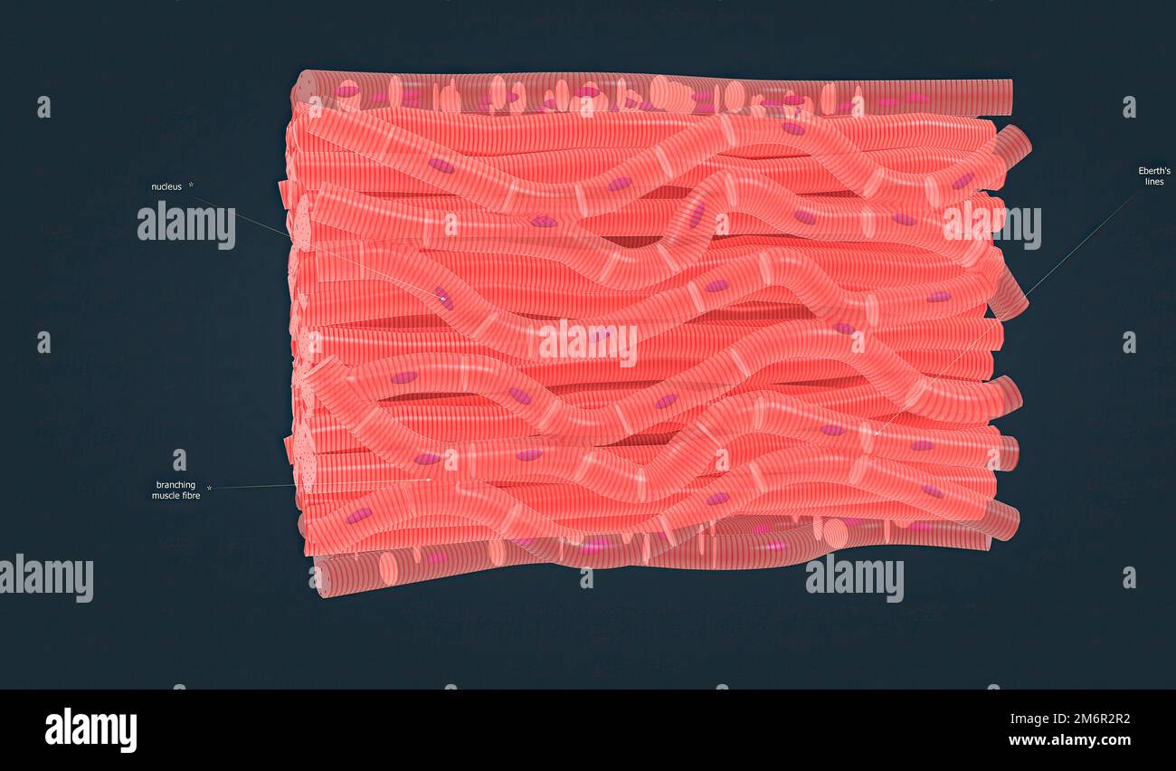 Cardiac tissue microscope hi-res stock photography and images - Alamy