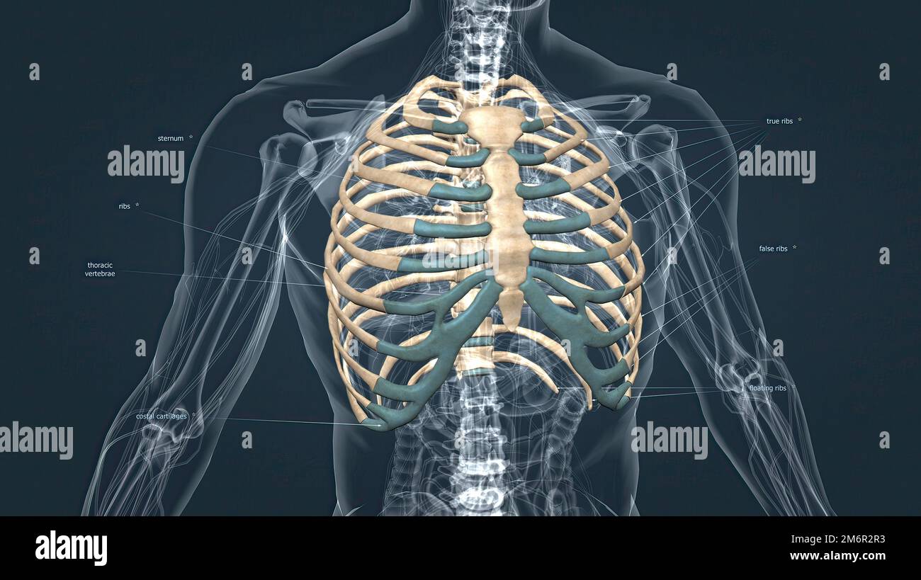 Hyaline cartilage joint hi-res stock photography and images - Alamy