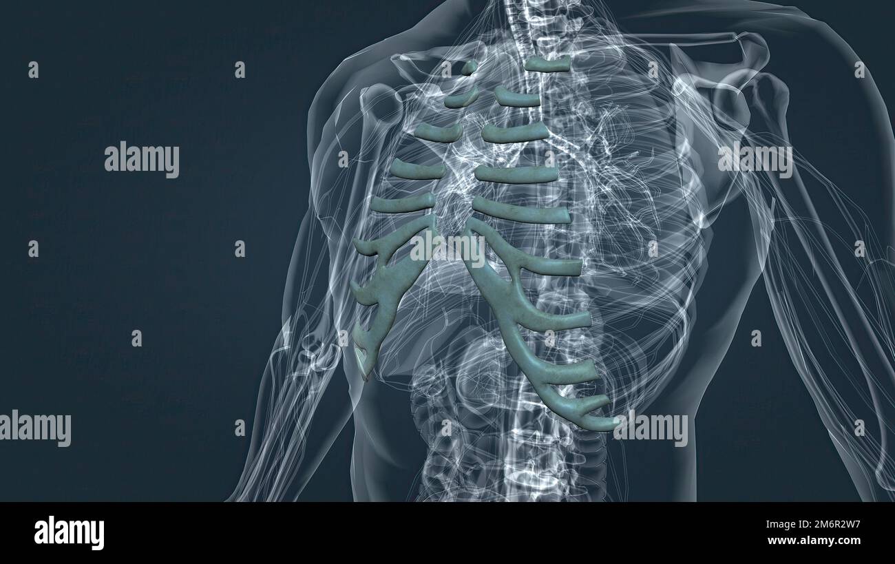 Hyaline cartilage joint hi-res stock photography and images - Alamy