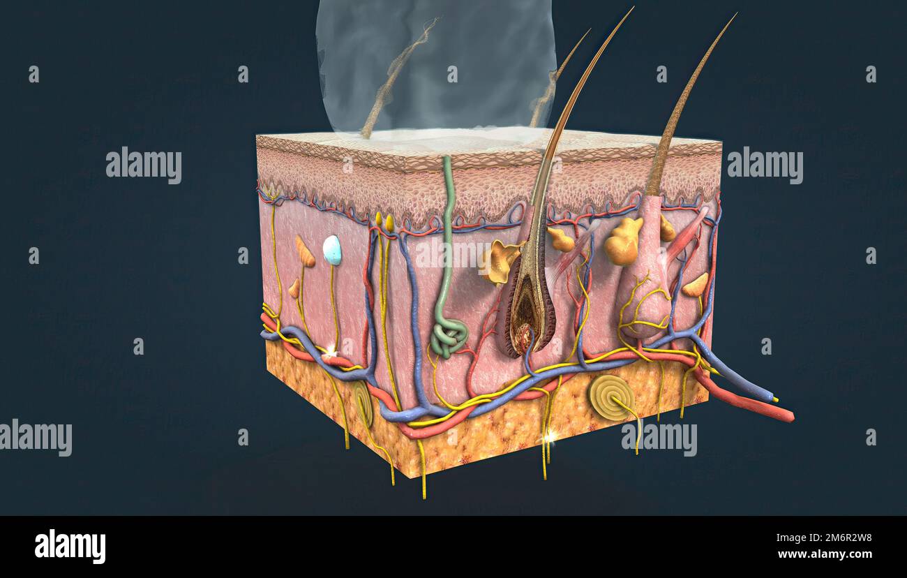 Cutaneous sense hi-res stock photography and images - Alamy