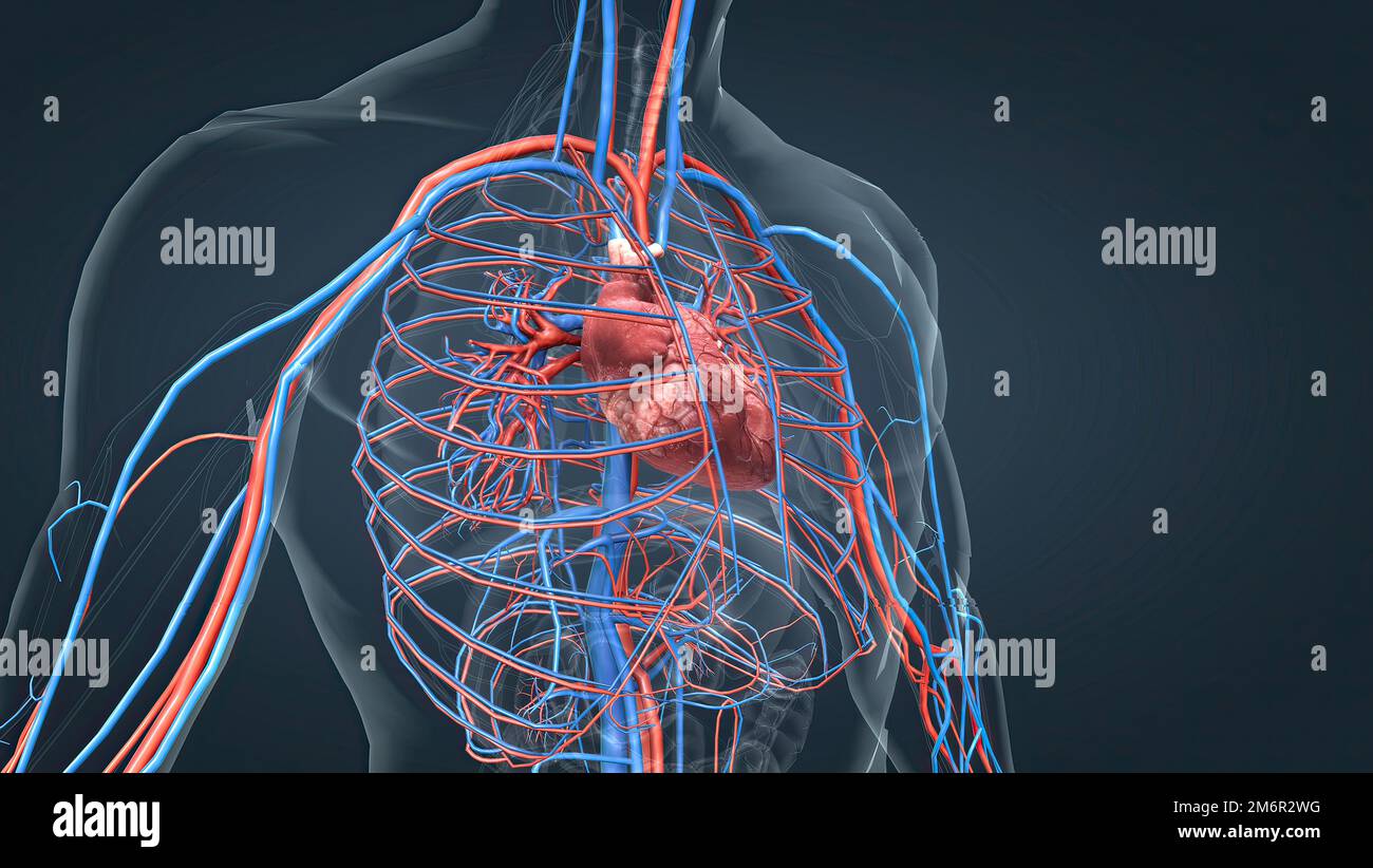 Closed circulatory system hi-res stock photography and images - Alamy