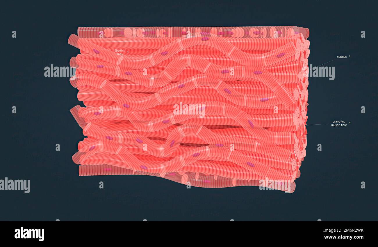 Cardiac tissue microscope hi-res stock photography and images - Alamy