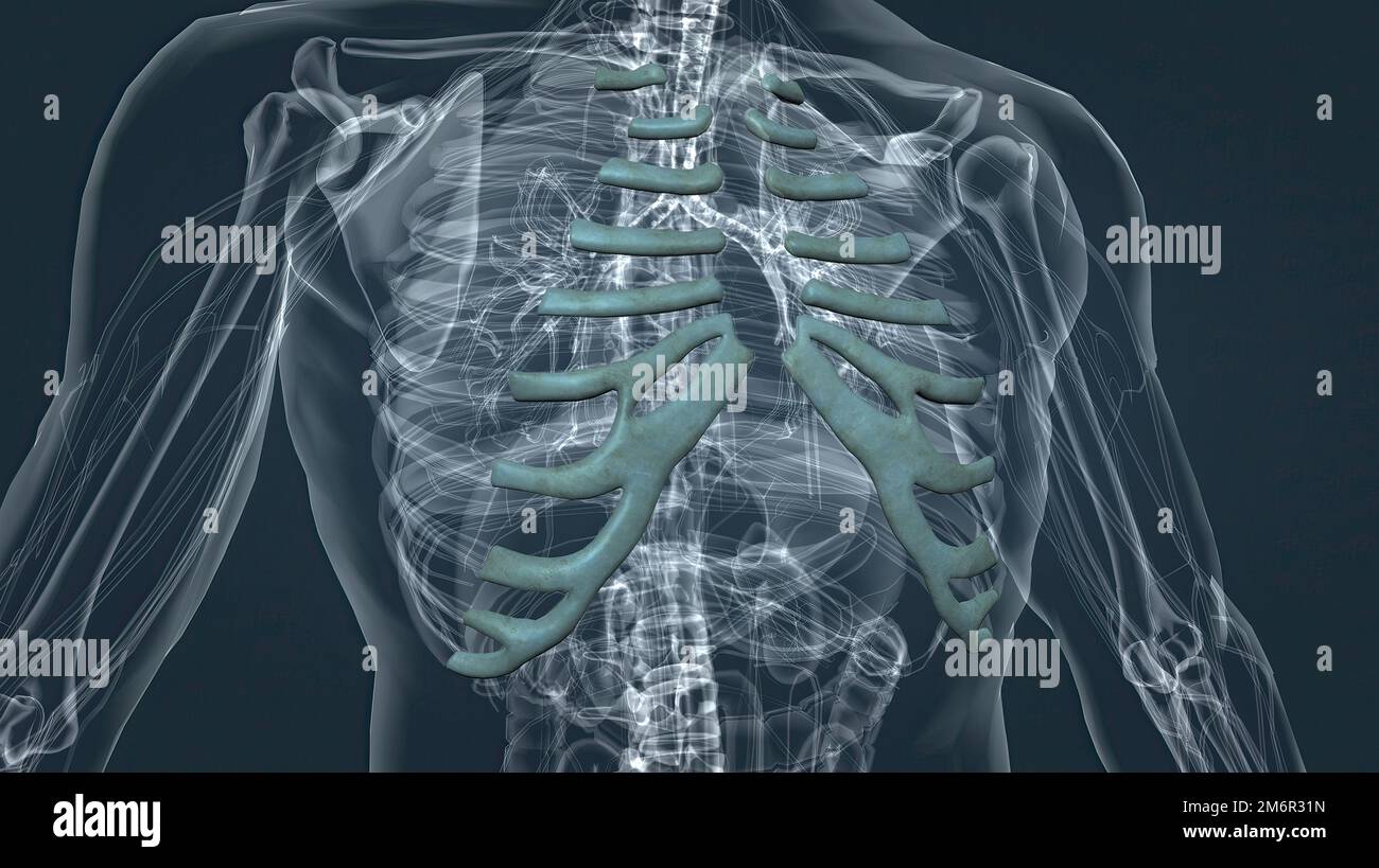 Hyaline cartilage joint hi-res stock photography and images - Alamy