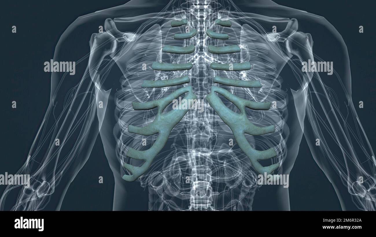Hyaline cartilage joint hi-res stock photography and images - Alamy