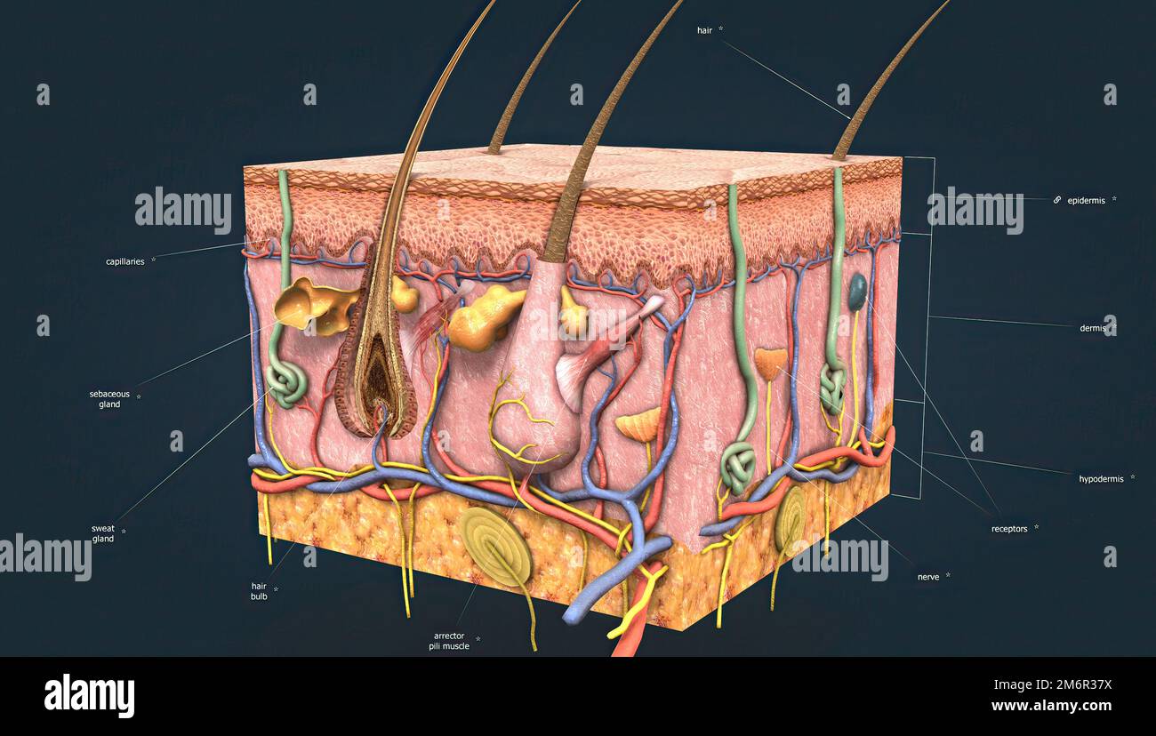 Cutaneous sense hi-res stock photography and images - Alamy