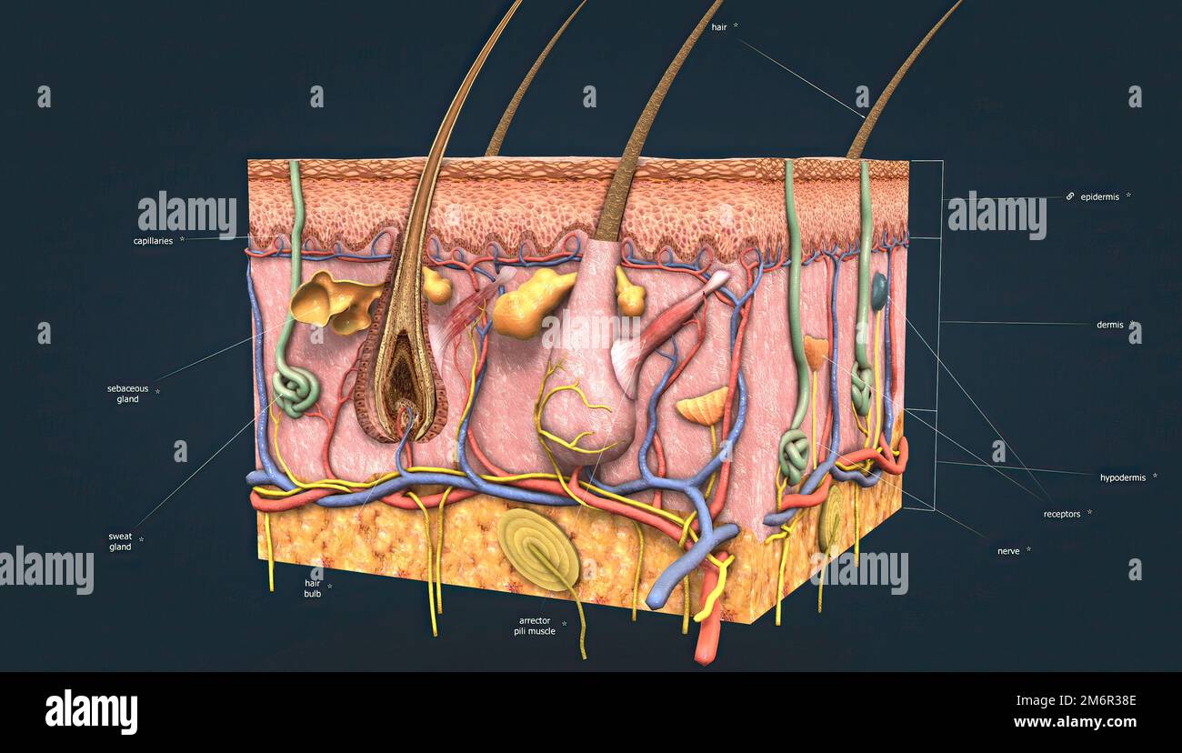 Cutaneous sense hi-res stock photography and images - Alamy