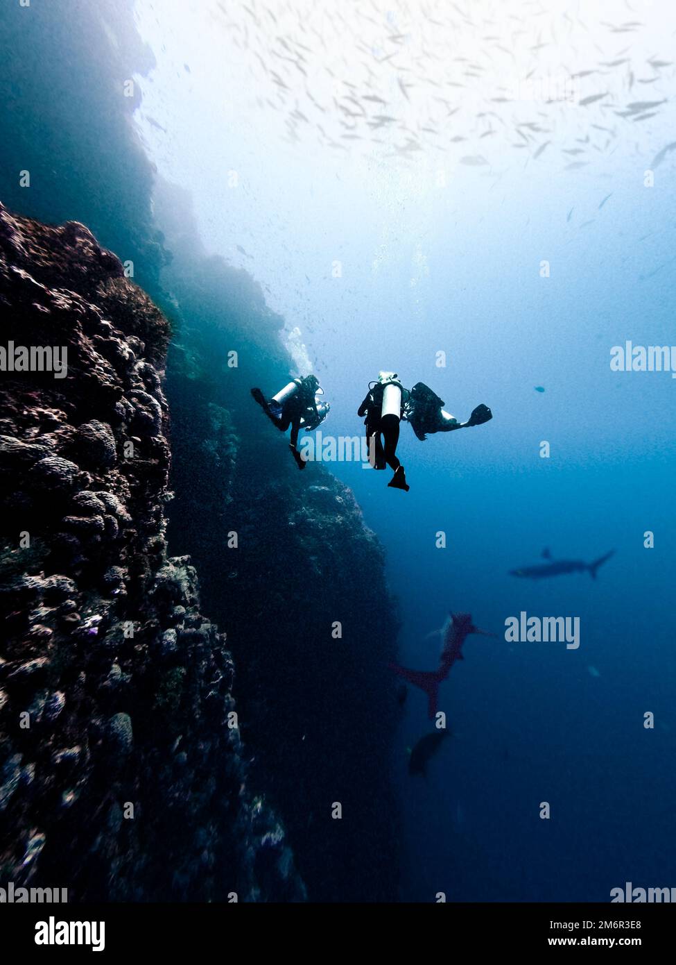 A vertical shot of sharks and scuba divers swimming underwater Stock ...