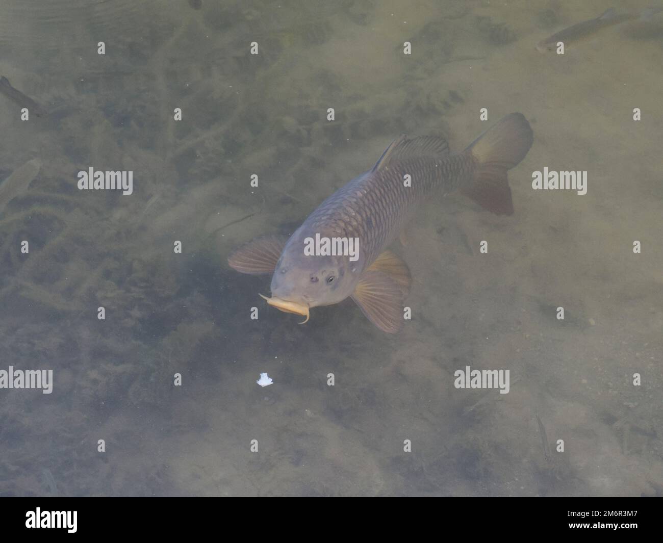 common european carp gulping air at the surface Stock Photo - Alamy
