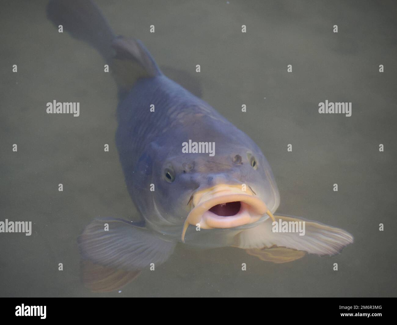 Asian european fishes hi-res stock photography and images - Alamy
