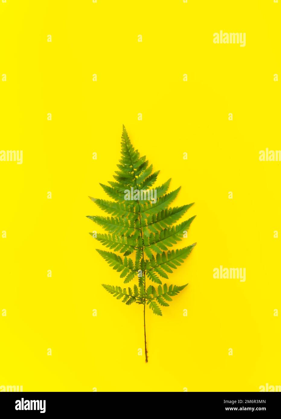 Green fern leaf on bright yellow background Stock Photo - Alamy