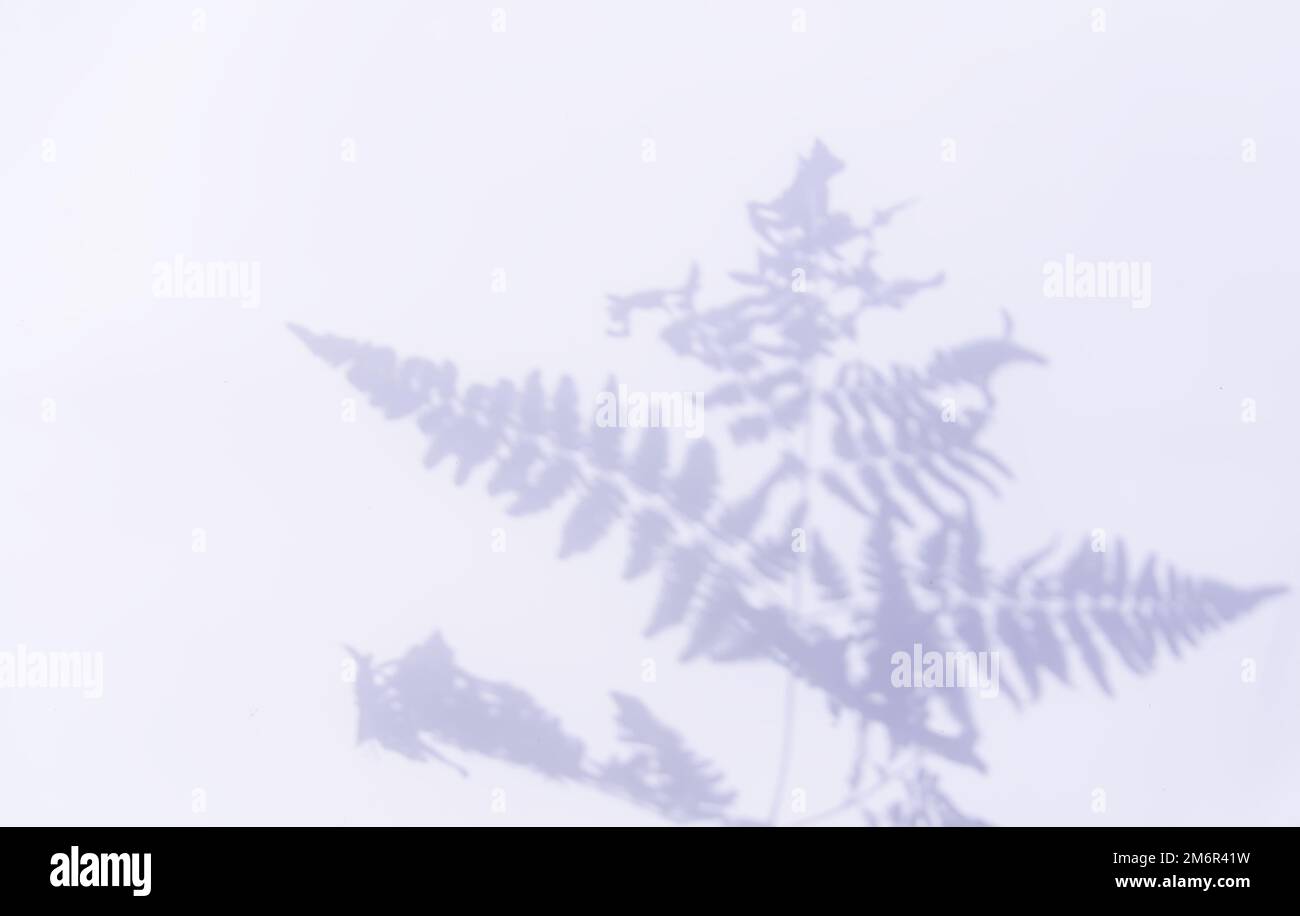 Leaf shadow on the white wall surface Stock Photo - Alamy