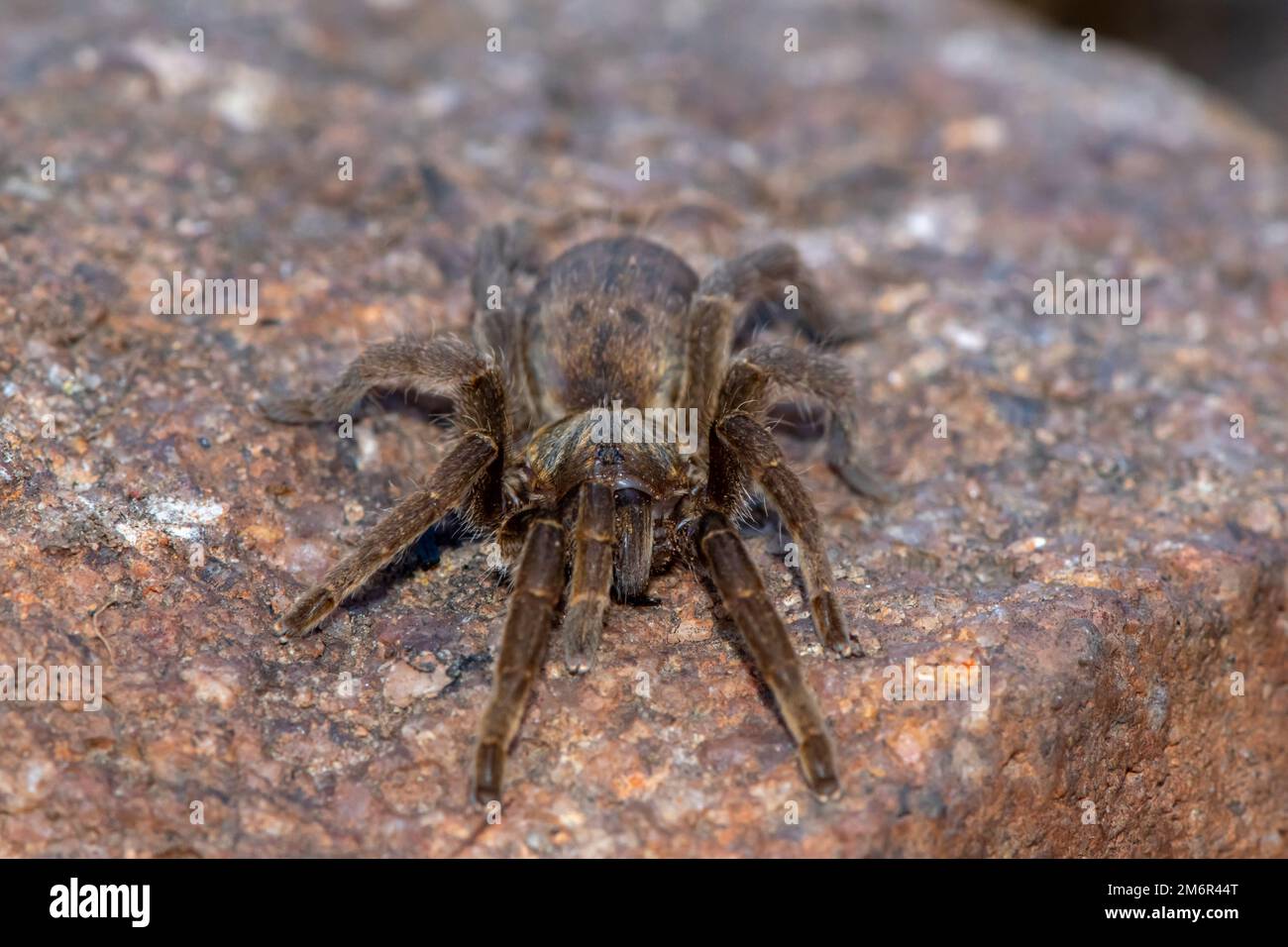 Baboon spider (Harpactira sp Stock Photo - Alamy