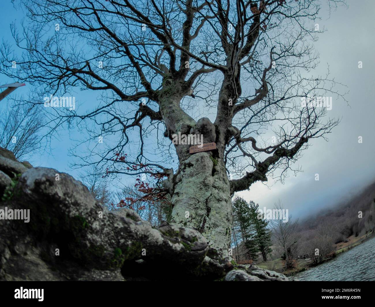 Beech forest with a very old tree in Calamone Ventasso Lake Italy in ...