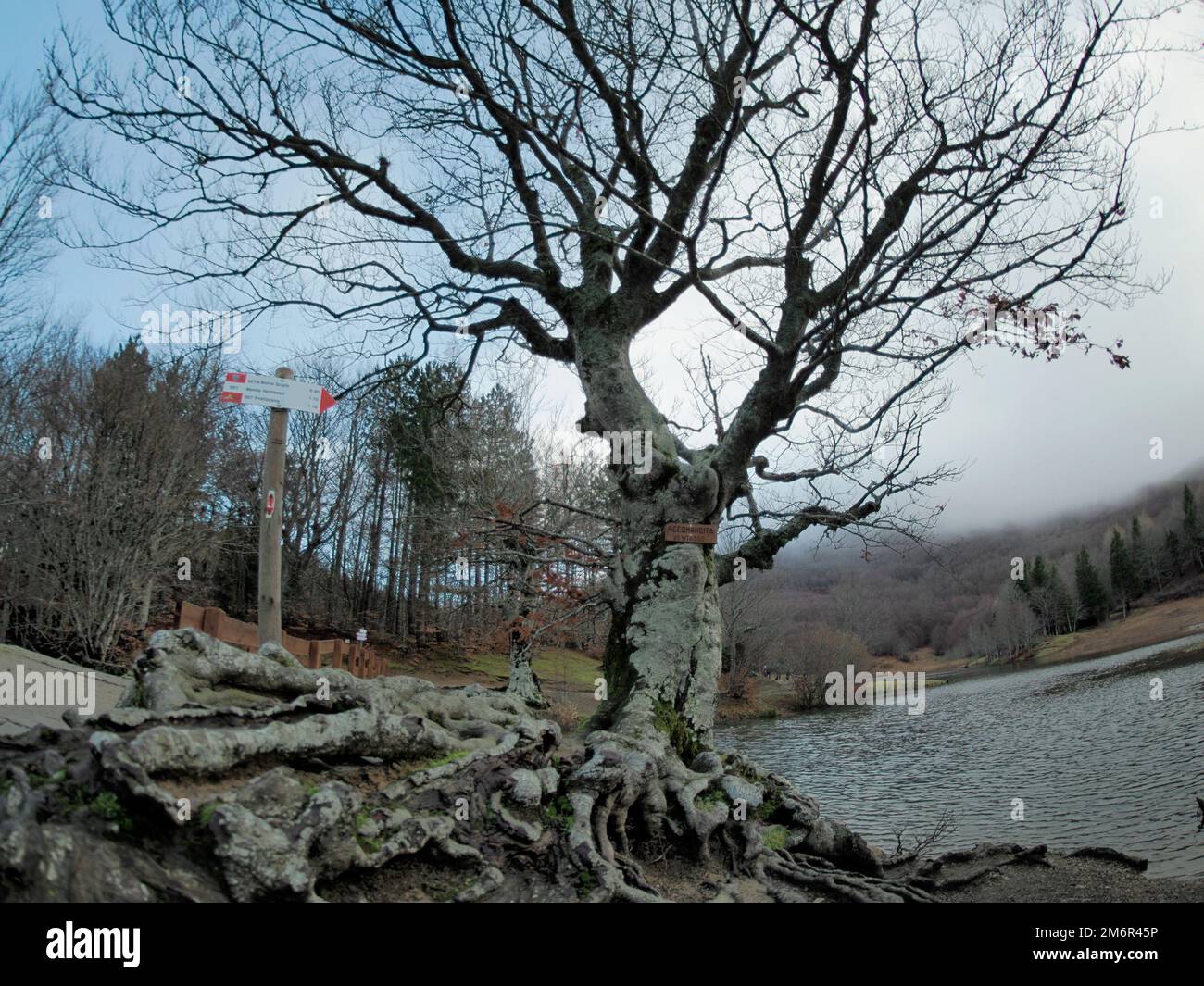 Beech forest with a very old tree in Calamone Ventasso Lake Italy in ...