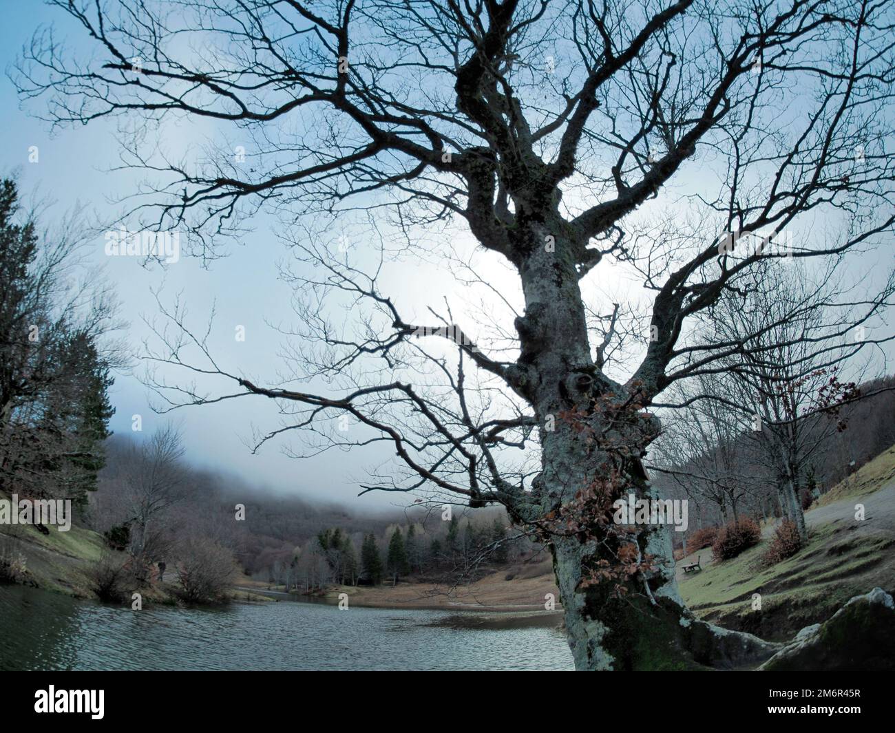 Beech forest with a very old tree in Calamone Ventasso Lake Italy in ...