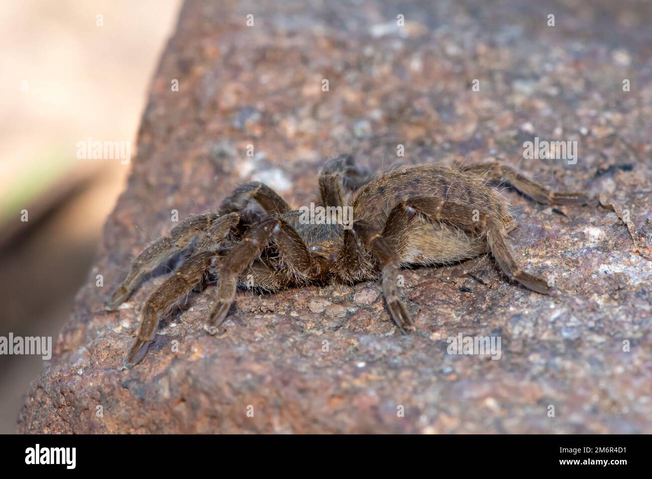 Baboon spider (Harpactira sp Stock Photo - Alamy