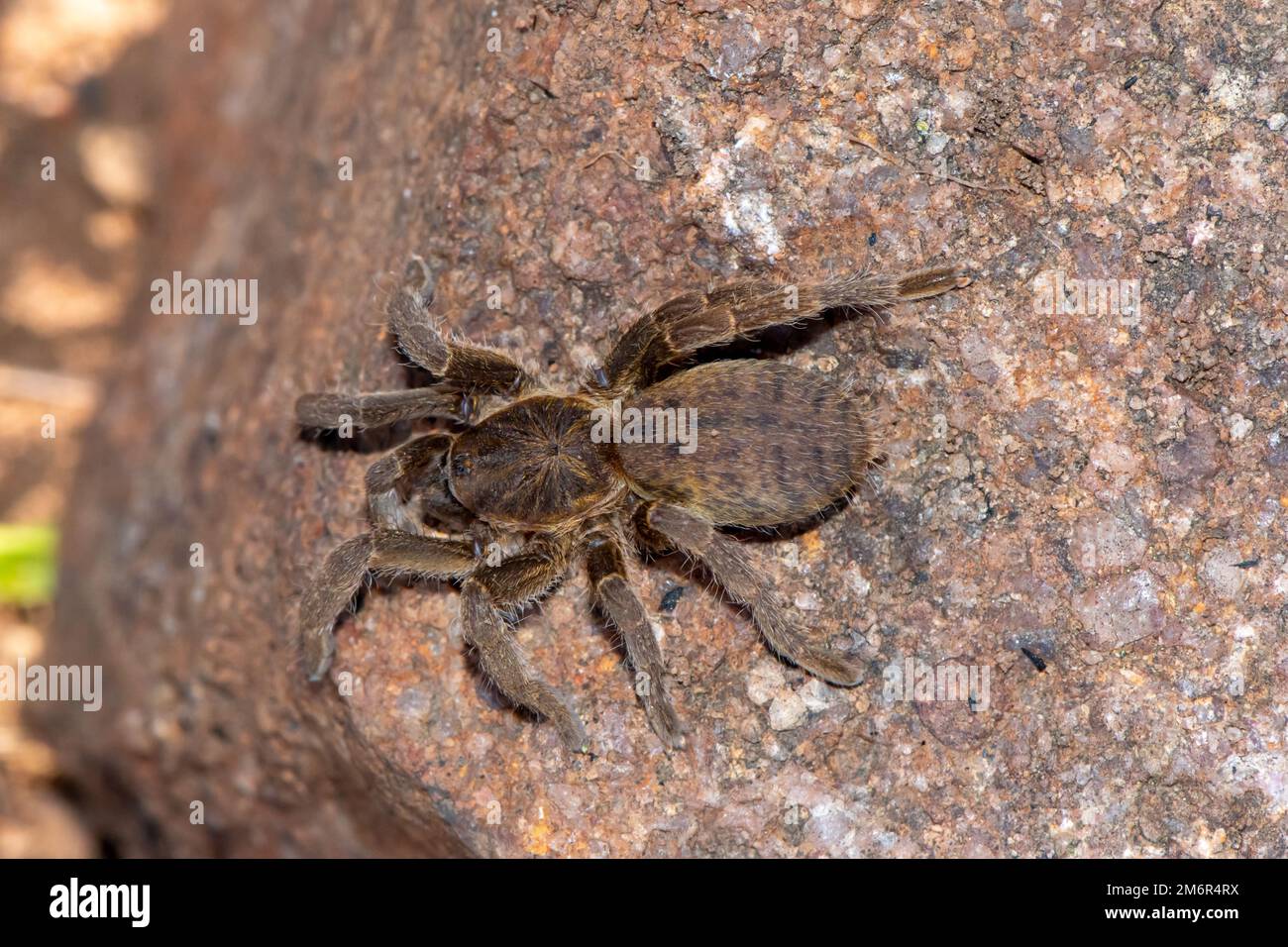 Baboon spider (Harpactira sp Stock Photo - Alamy