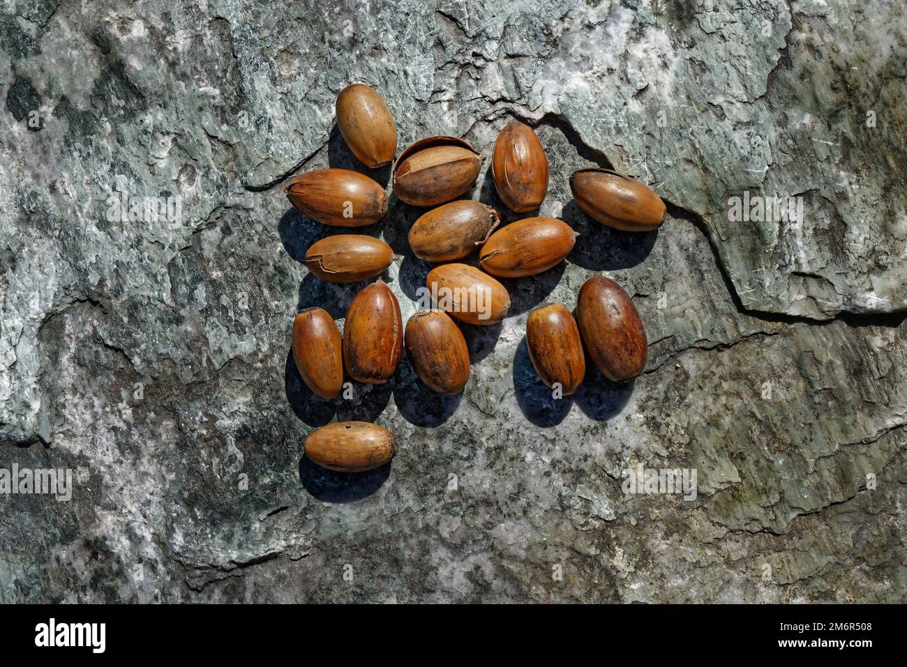 Dried acorns. A bunch of dry oak acorns on the background of a stone ...
