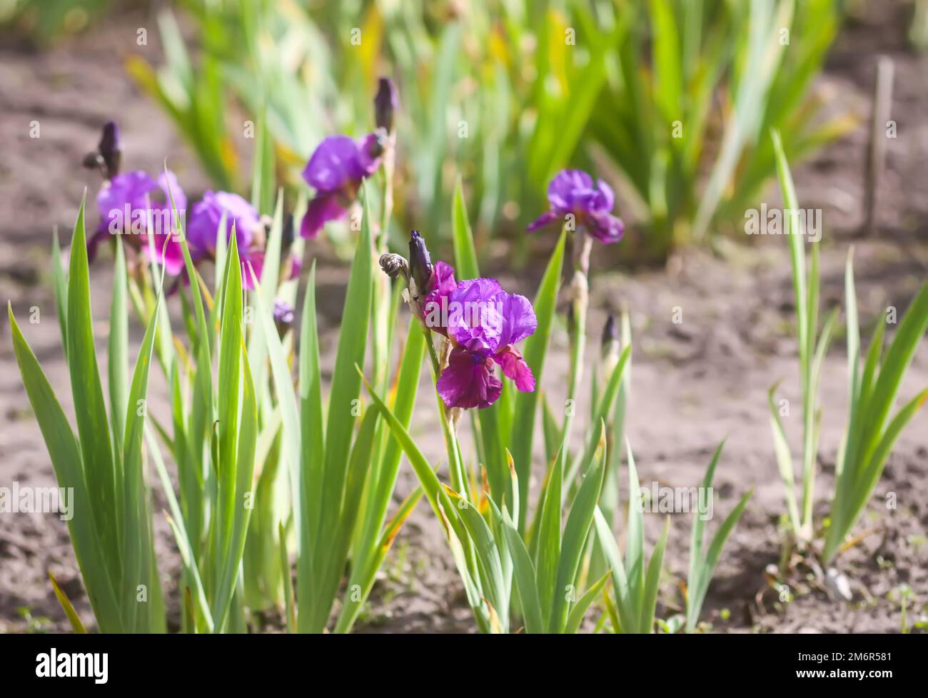Iris flowers in spring garden Stock Photo - Alamy