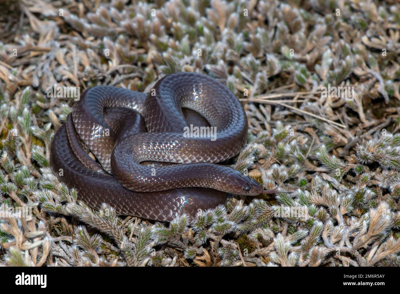 Cape Wolf Snake (Lycophidion capense Stock Photo - Alamy