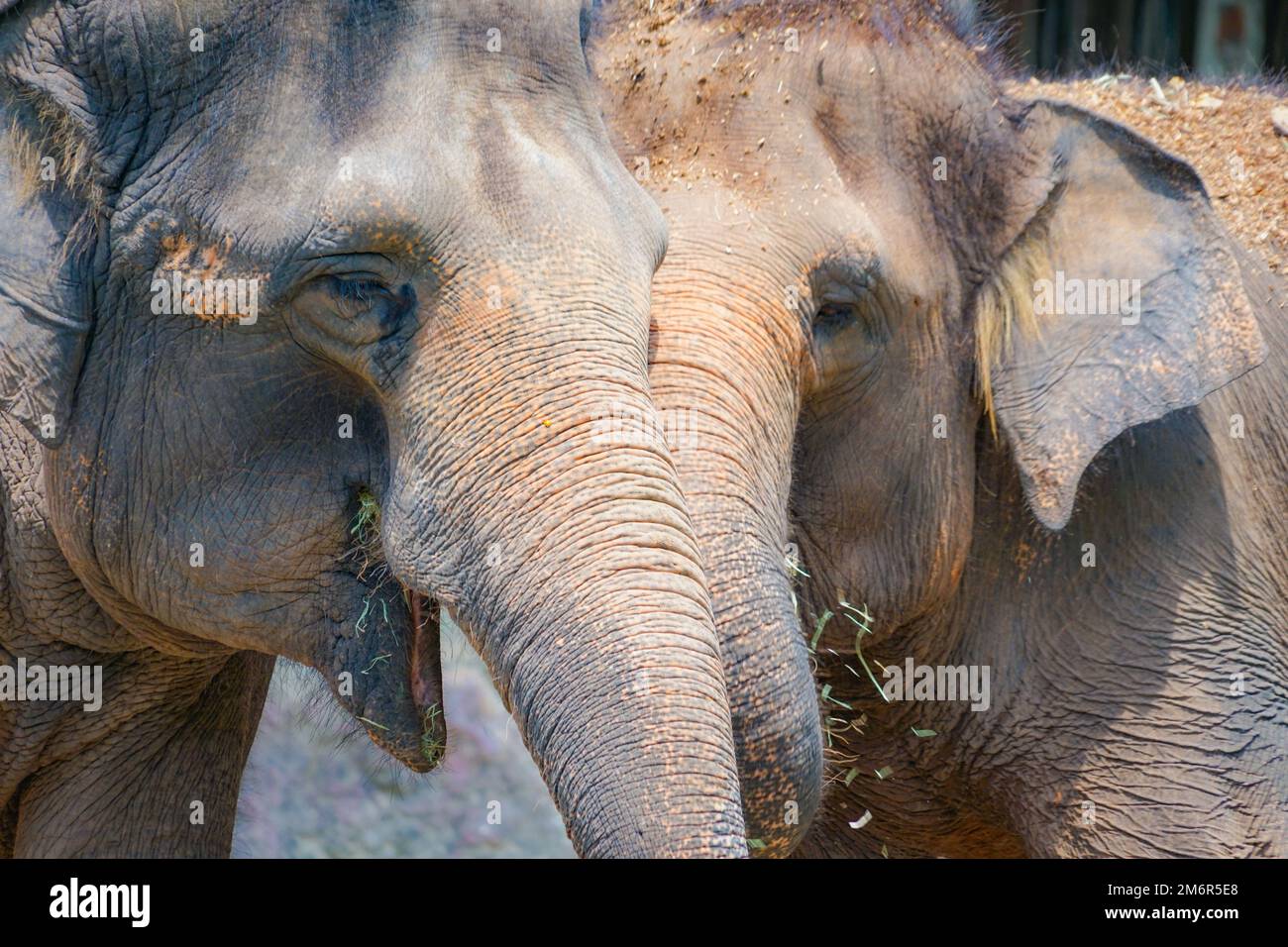 Elephant Singapore Zoo Stock Photo - Alamy