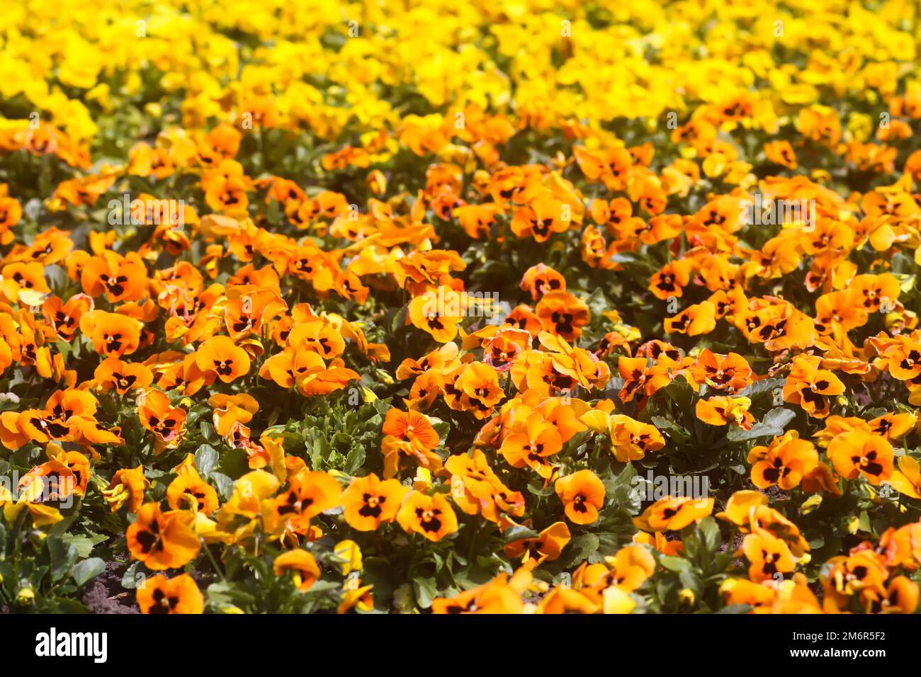 Mixed pansies in garden. Beautiful spring flowers Stock Photo - Alamy