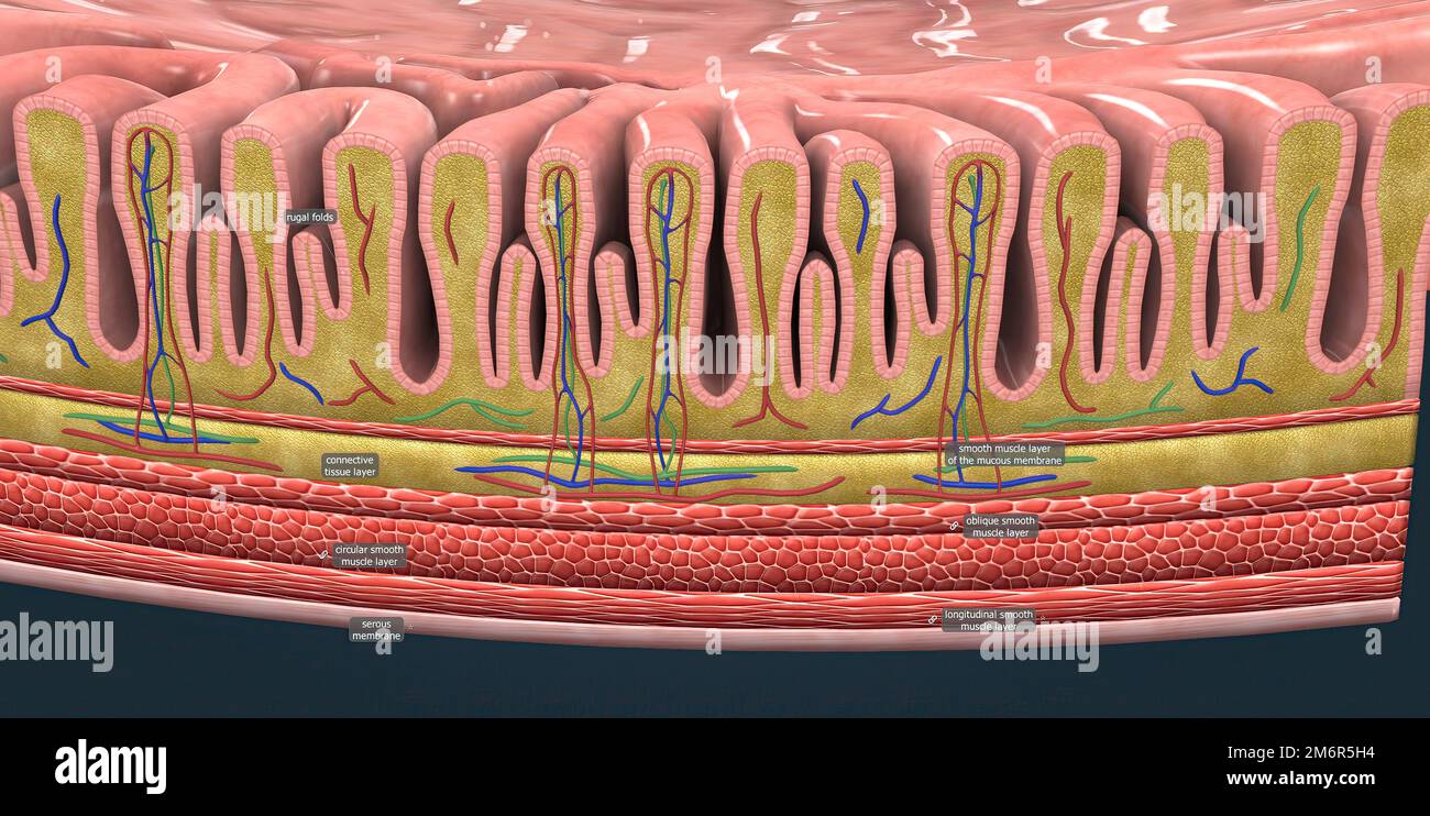 Gastric feeding system hi-res stock photography and images - Alamy