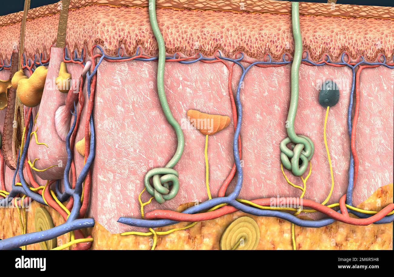 Cutaneous sense hi-res stock photography and images - Alamy