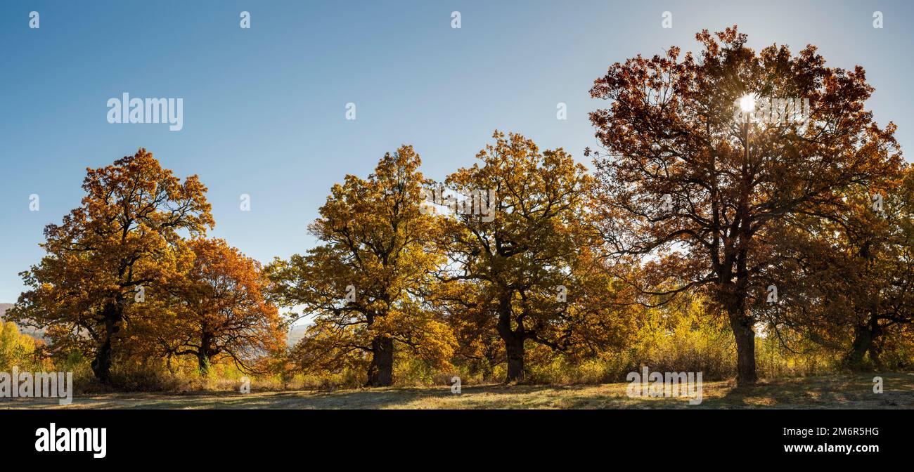 Oak tree leaves background fall quercus robur hi-res stock photography ...