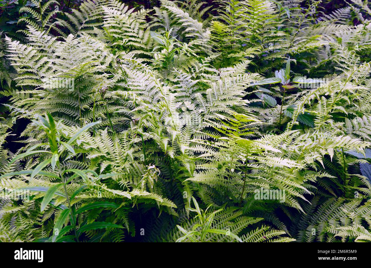 Beautyful ferns leaves green foliage natural floral fern background ...