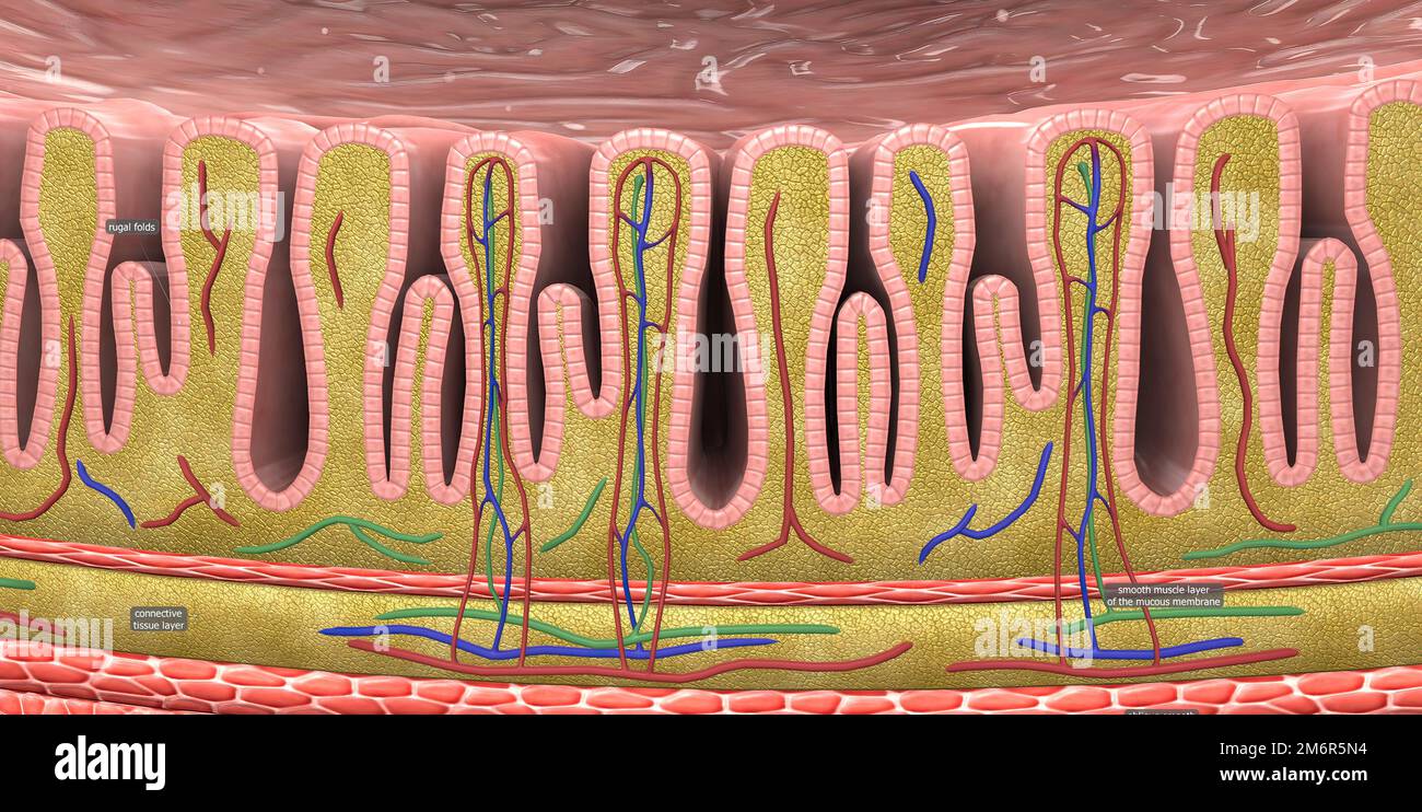 Mucous cavities hi-res stock photography and images - Alamy