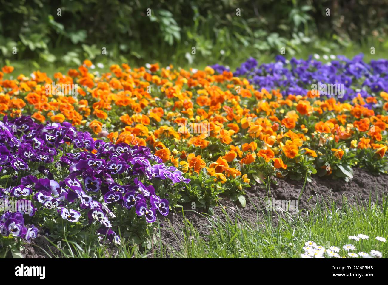 Mixed pansies in garden. Beautiful spring flowers Stock Photo - Alamy