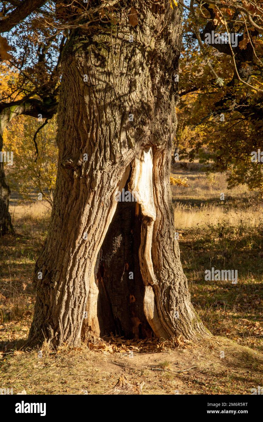 Oak tree leaves background fall quercus robur hi-res stock photography ...