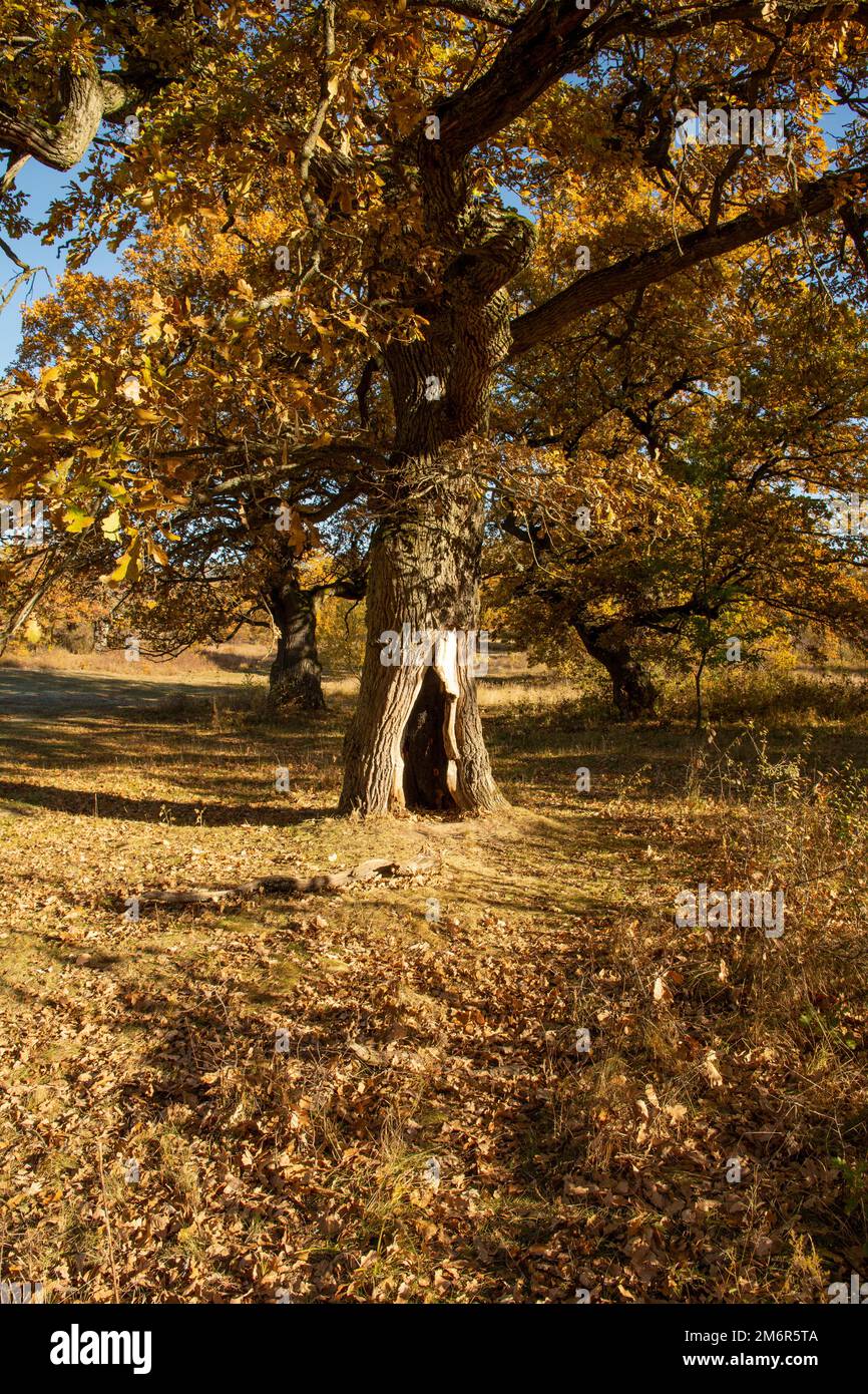 Autumn oak tree foliage. Yellow Quercus leaves in the fall. Gavurky ...