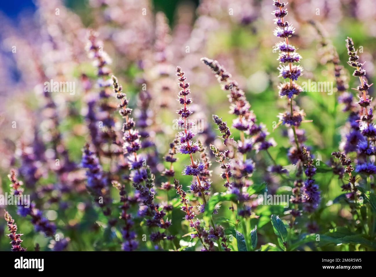 Spearmint, also known as garden mint, common mint, lamb mint and ...
