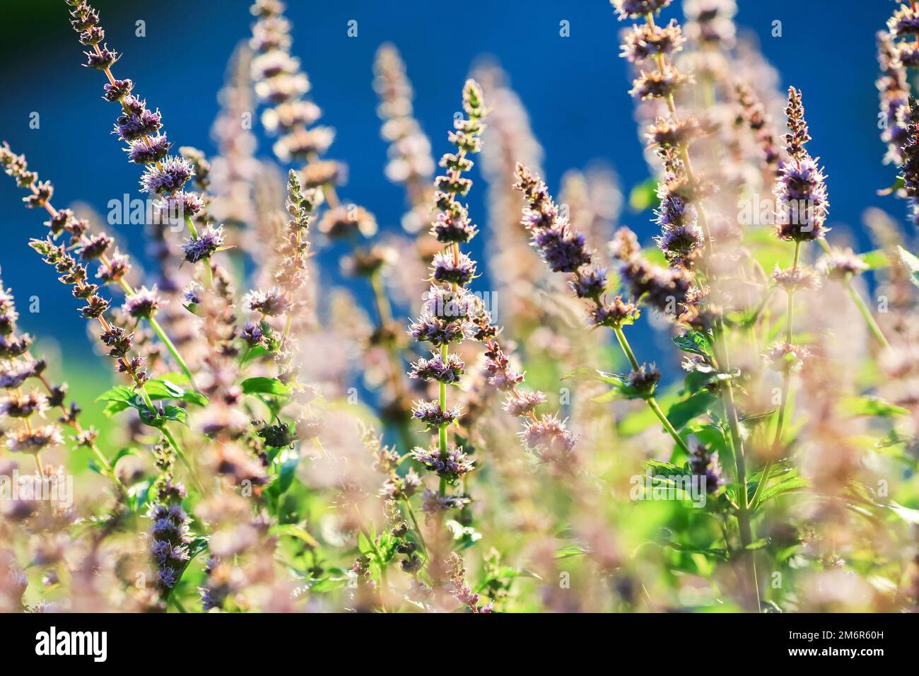 Spearmint, also known as garden mint, common mint, lamb mint and ...