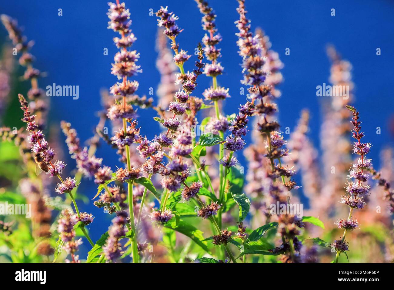 Spearmint, also known as garden mint, common mint, lamb mint and ...