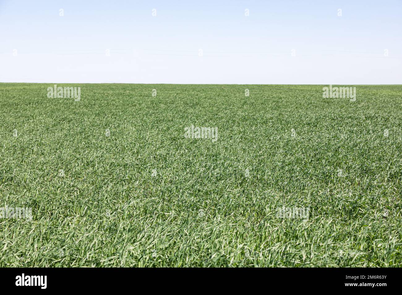 Nature garden environment grass hi-res stock photography and images - Alamy